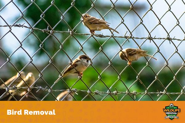 Diseases Humans Can Catch From Bird Droppings - AAAC Wildlife Removal ...